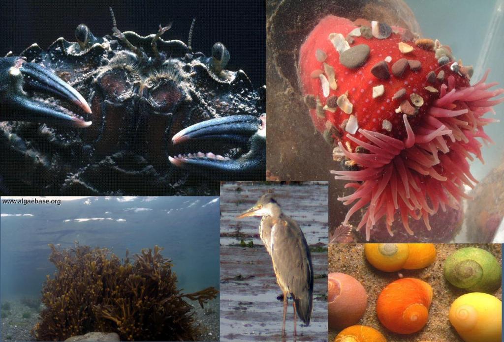 Rocky Shores – Seabed Habitats